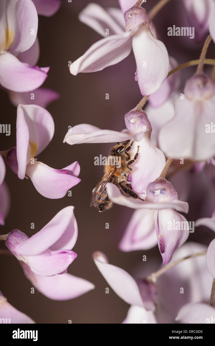 honey bee worker drinking sucking up nectar with proboscis on wisteria ...