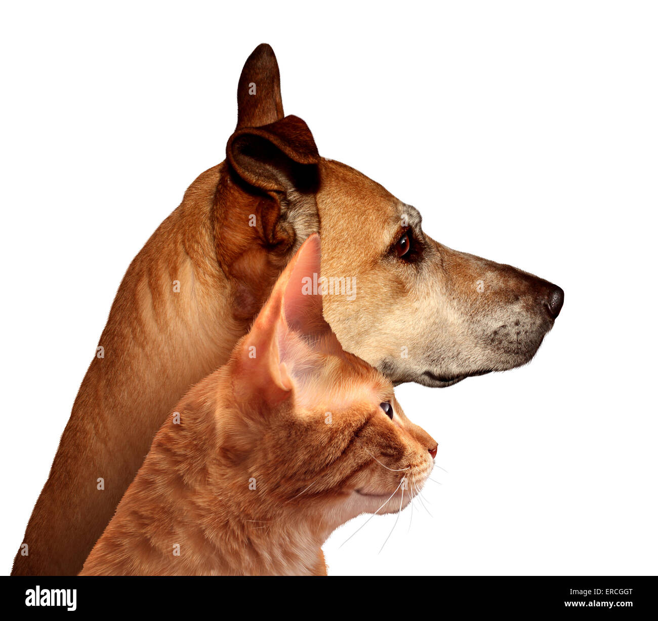 Dog and cat together in a side profile looking in the distance on a ...