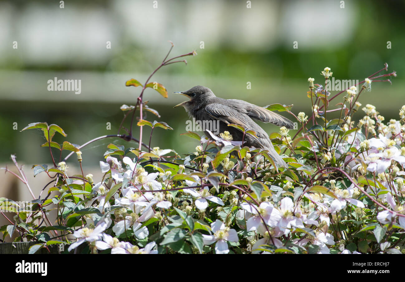 Fledgling starling hi-res stock photography and images - Alamy