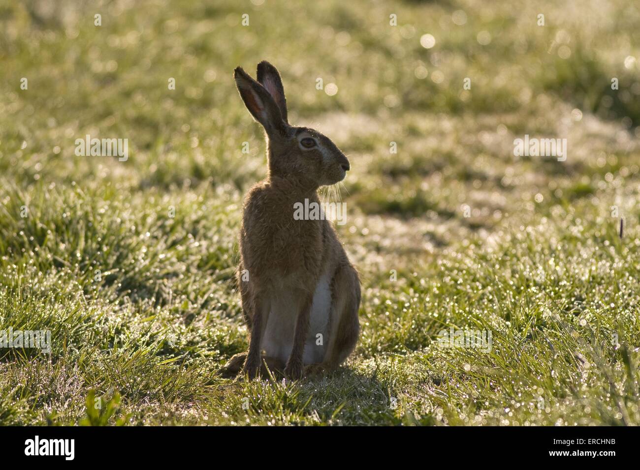 Adult hare hi-res stock photography and images - Alamy