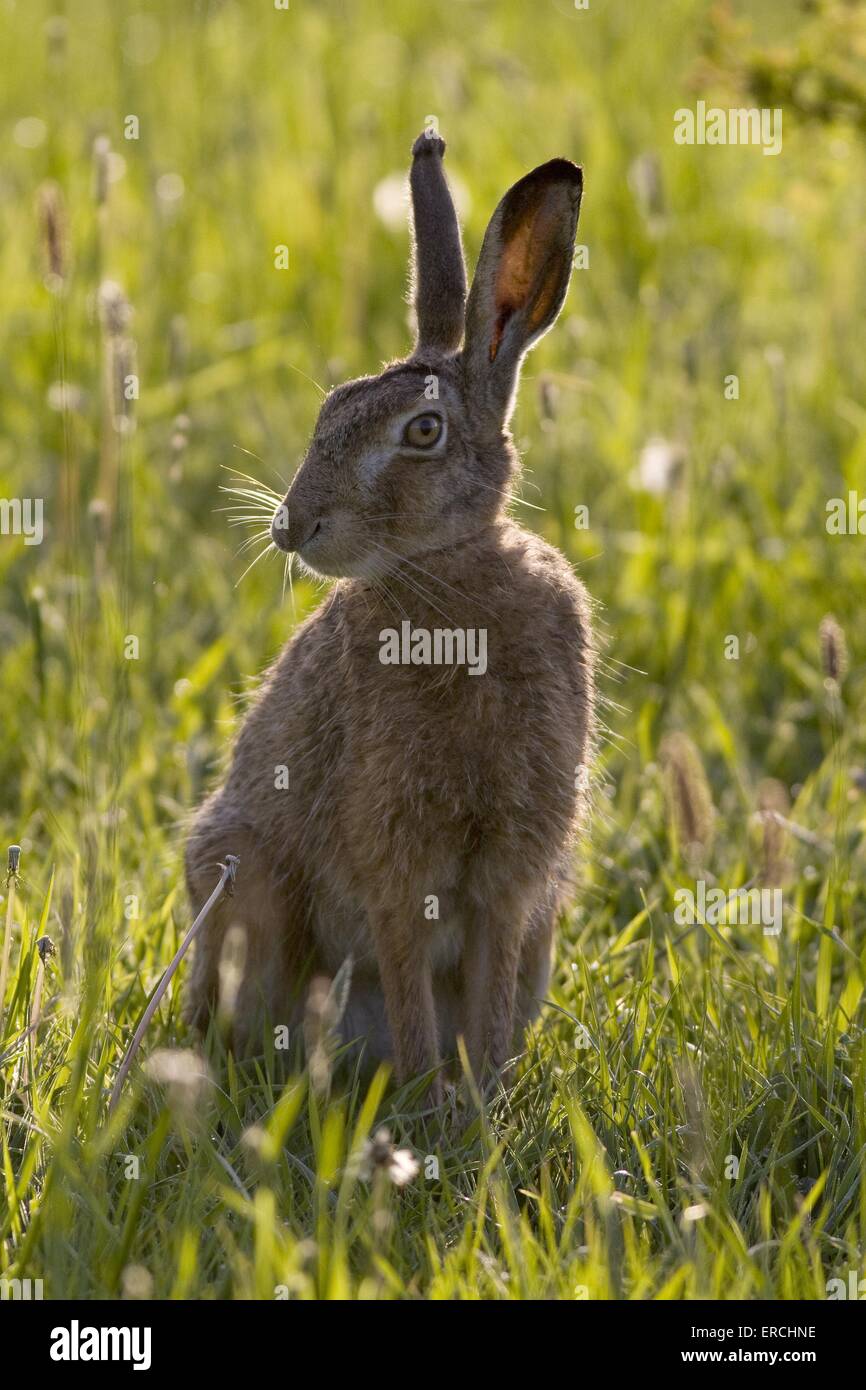 Adult hare hi-res stock photography and images - Alamy