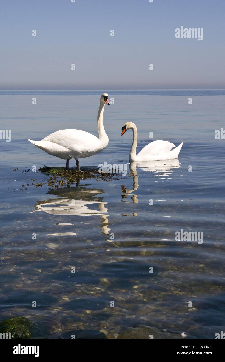 Side view mute swan standing hi-res stock photography and images - Alamy