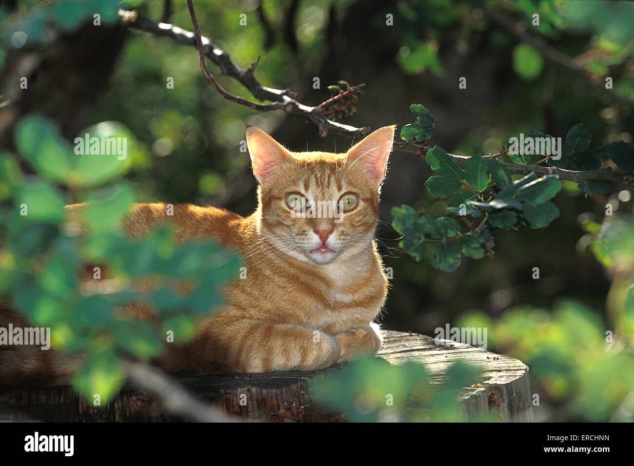 Adult at tree hi-res stock photography and images - Alamy