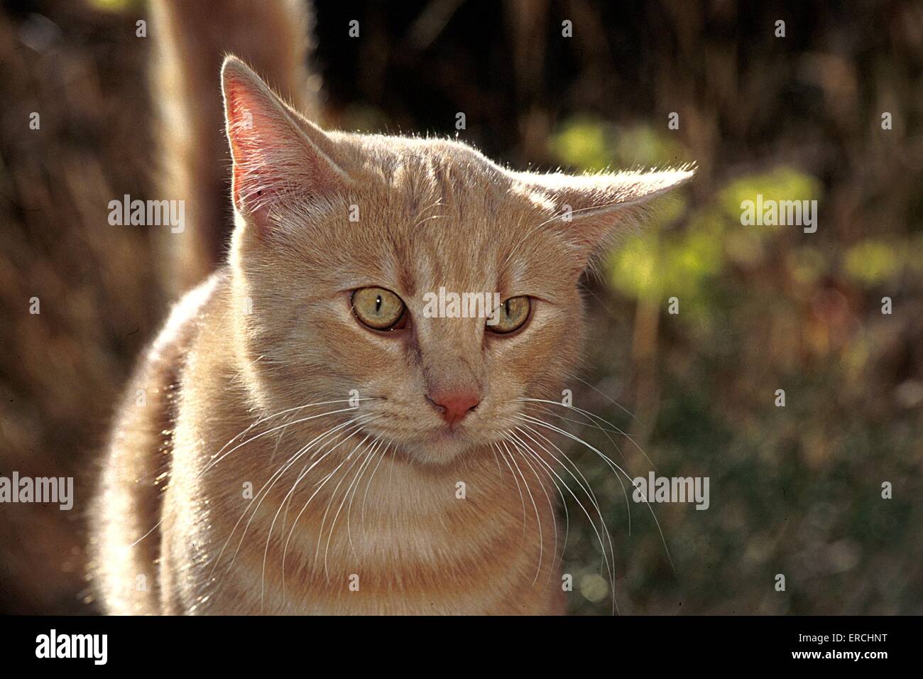 Cat garden backlight hi-res stock photography and images - Alamy