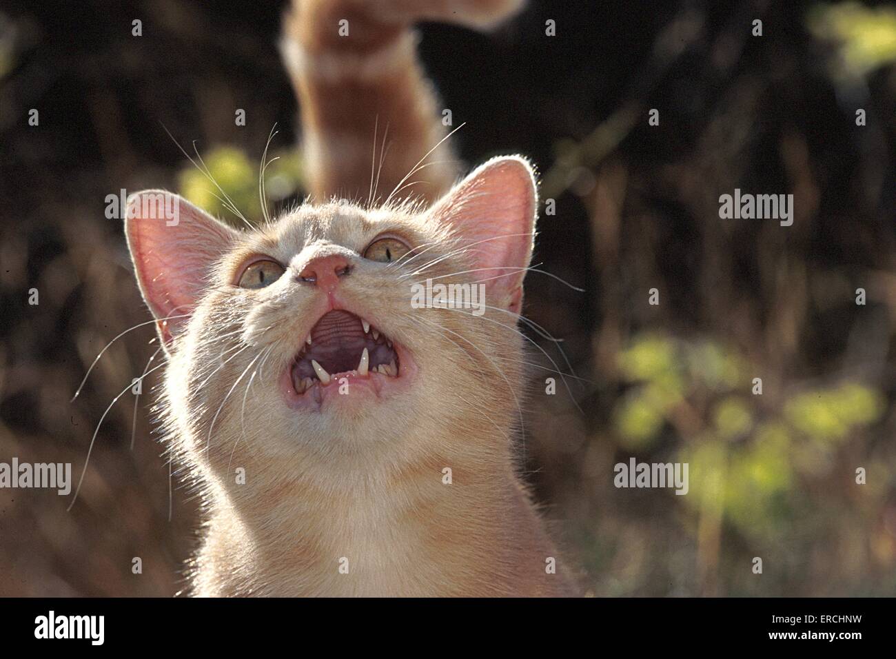 Mewl hi-res stock photography and images - Alamy