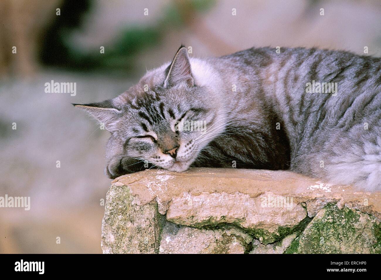 Sleeping cats outside hi-res stock photography and images - Alamy