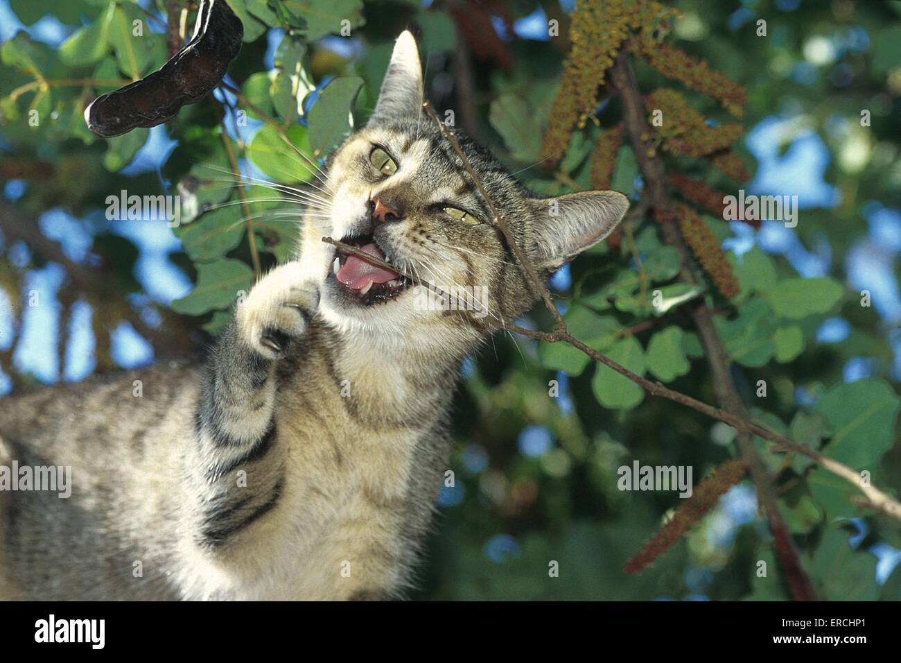 Cat on tree hi-res stock photography and images - Alamy