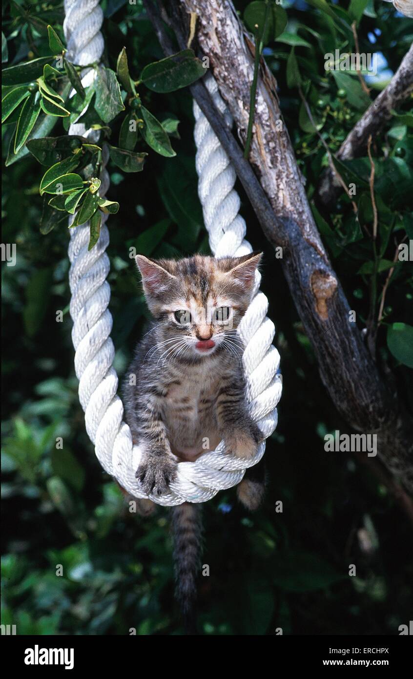 Swinging tree hi-res stock photography and images - Alamy