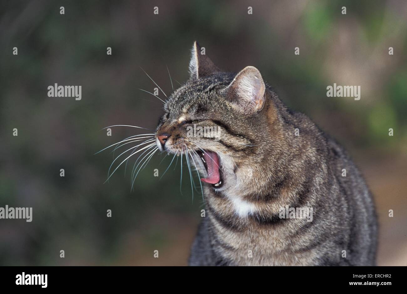 Black cat yawning hi-res stock photography and images - Alamy