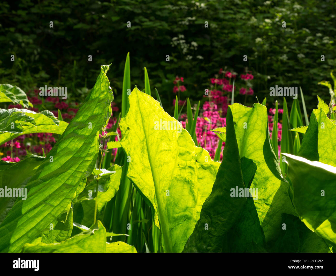 Skunk cabbage in spring Stock Photo - Alamy
