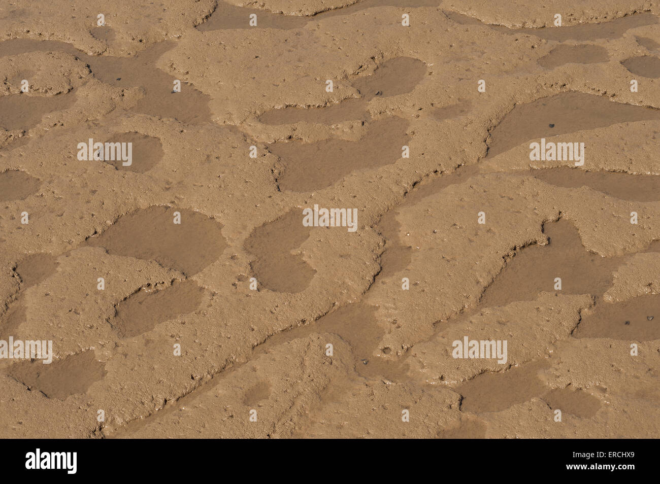 meandering pools and puddles left in silt and mud in River Thames ...