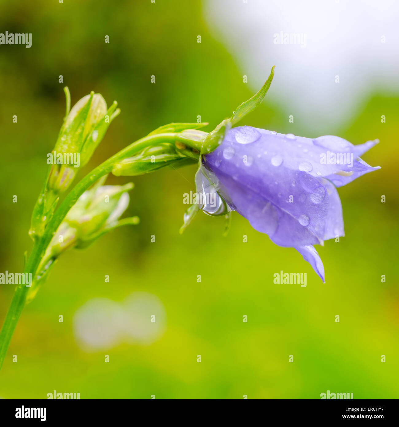 bluebell flower with rain drops on a green blur background, closeup ...