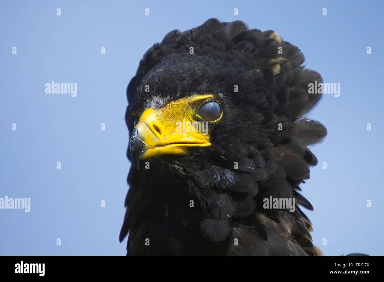 Condor hi-res stock photography and images - Alamy