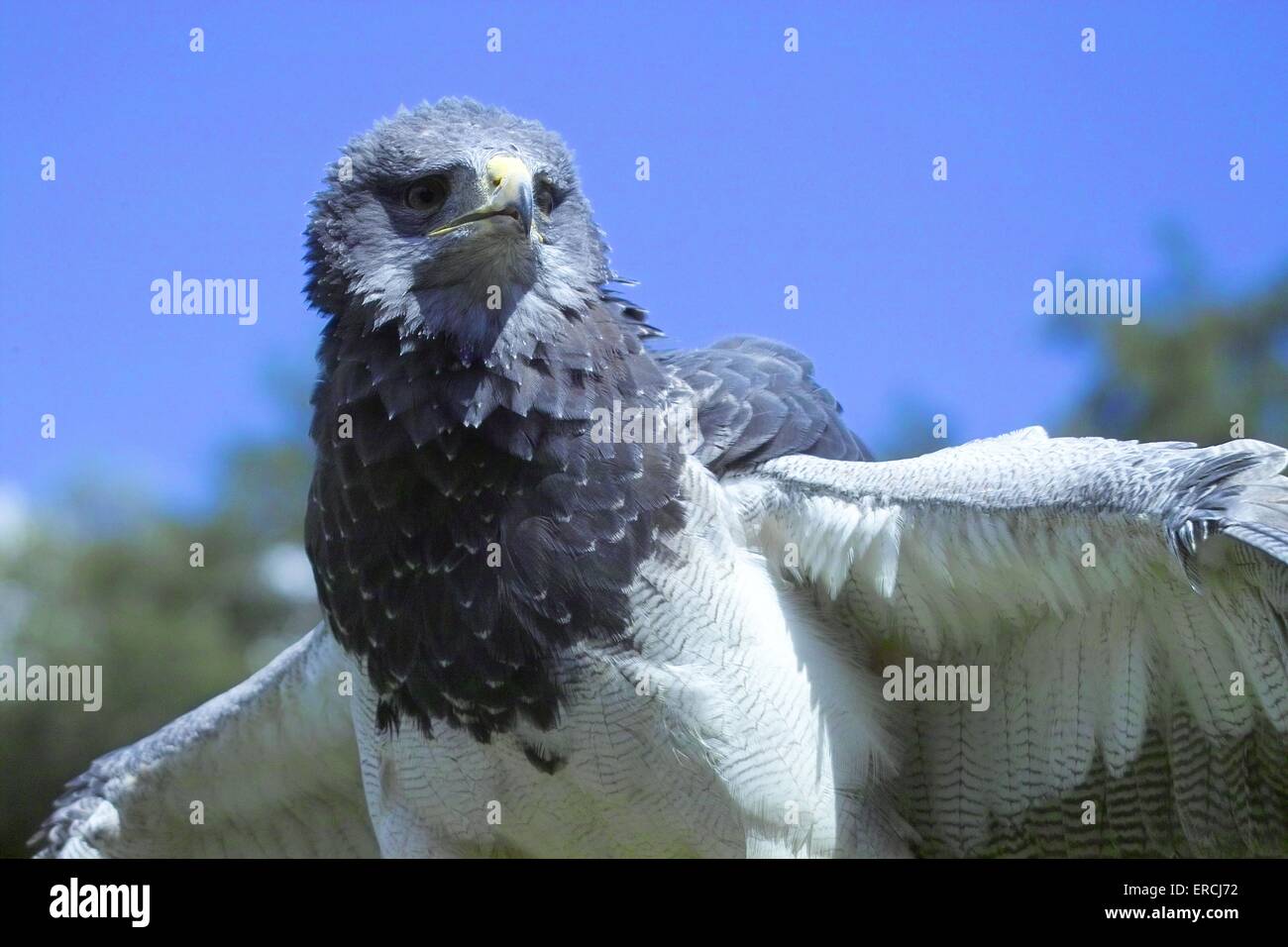 Buzzard behavior hi-res stock photography and images - Alamy