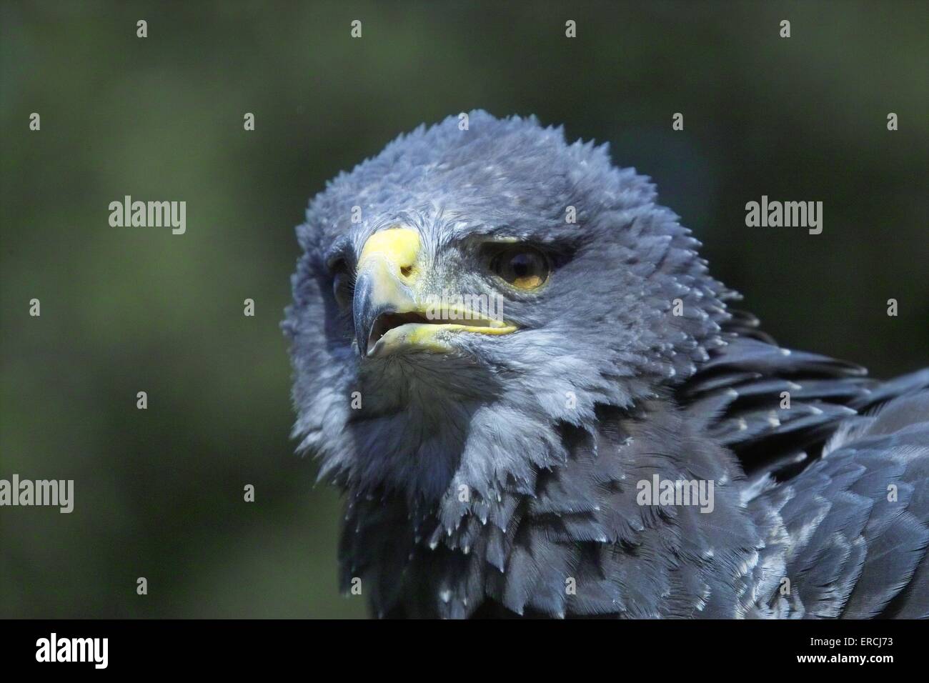 Blue buzzards hi-res stock photography and images - Alamy