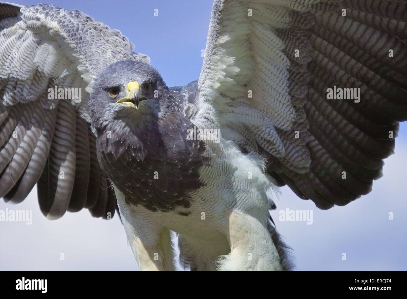 Blue buzzards hi-res stock photography and images - Alamy