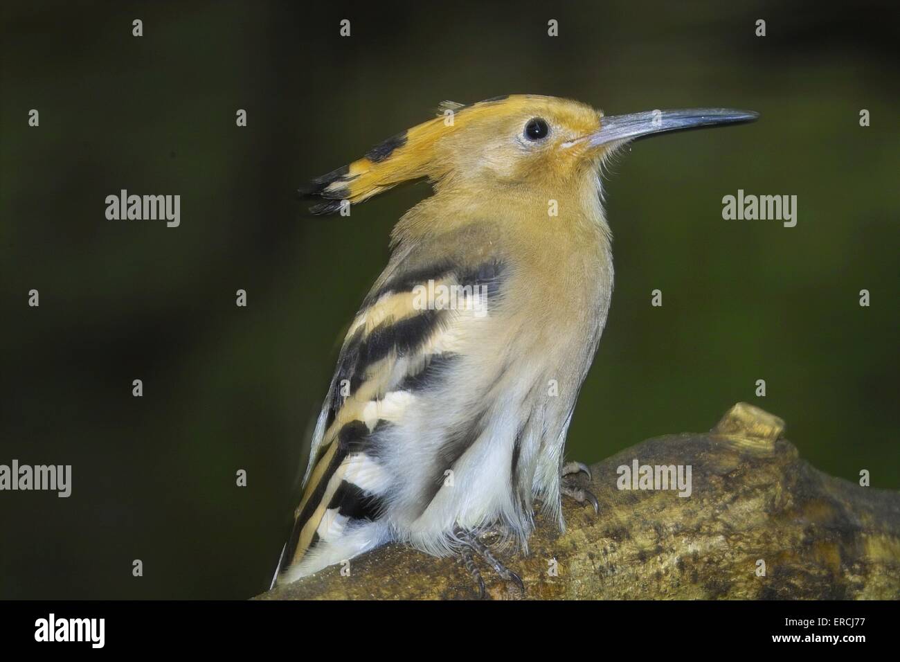 Hoopoe hi-res stock photography and images - Alamy