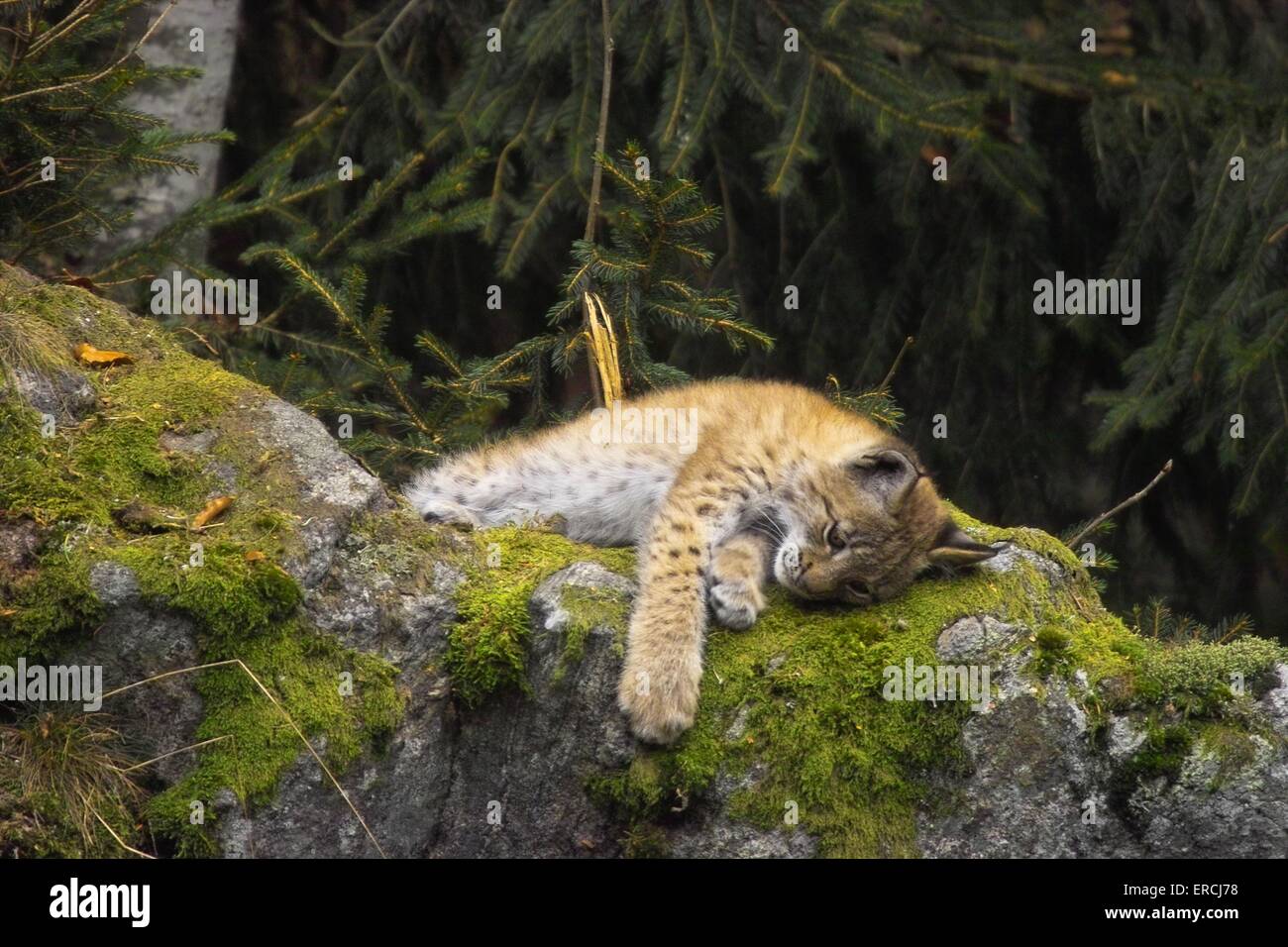 Lynx lynx lynx lying on a rock hi-res stock photography and images - Alamy