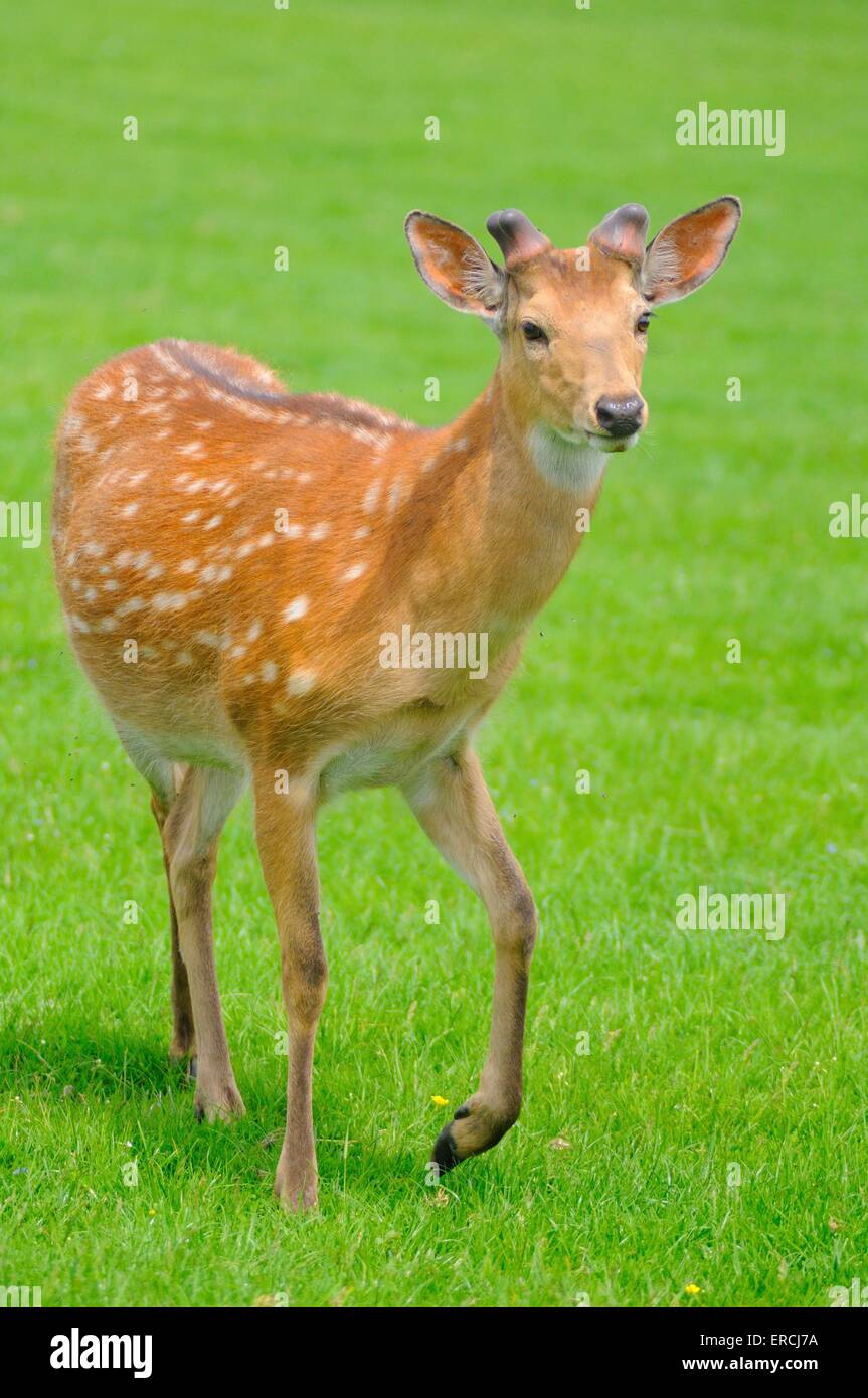 Spotted deer hi-res stock photography and images - Alamy