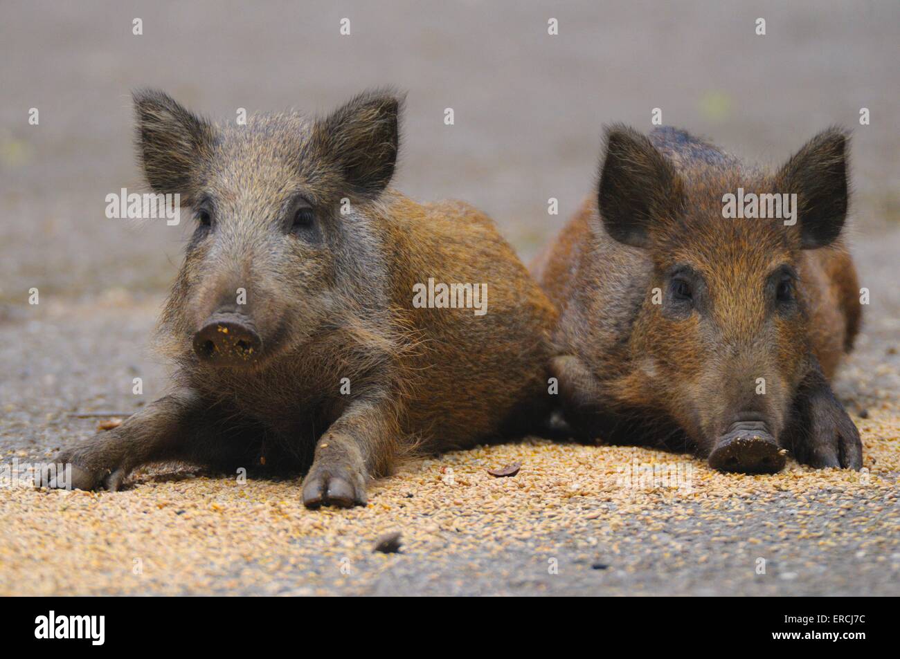 Two wild boar hi-res stock photography and images - Alamy
