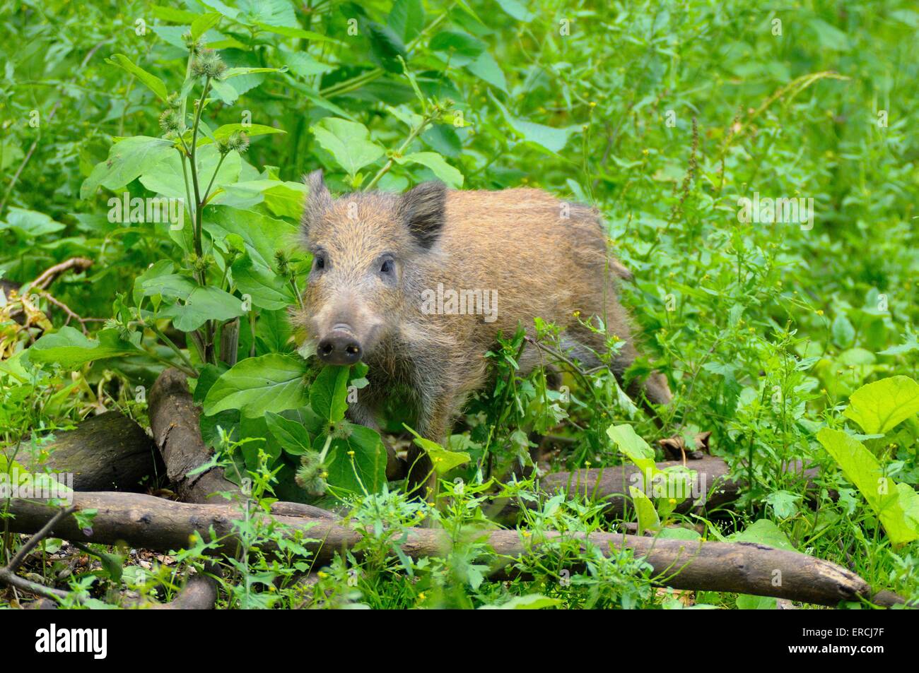 Boar wood hi-res stock photography and images - Alamy