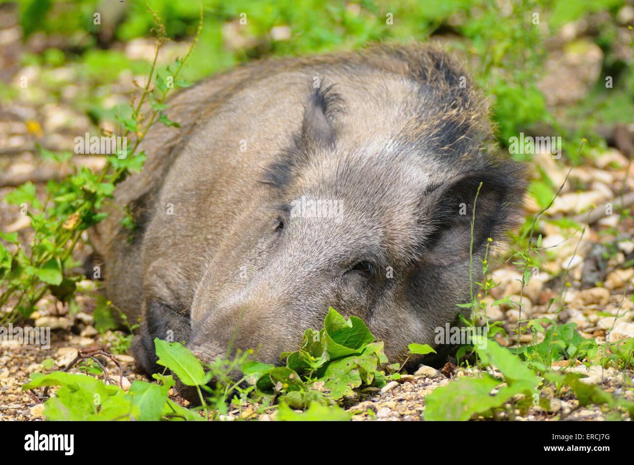 Boar resting hi-res stock photography and images - Alamy