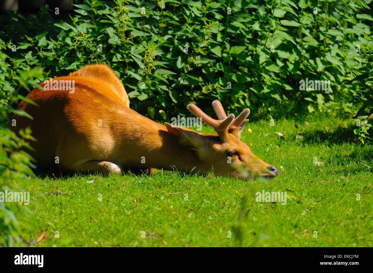 Tired deer hi-res stock photography and images - Alamy