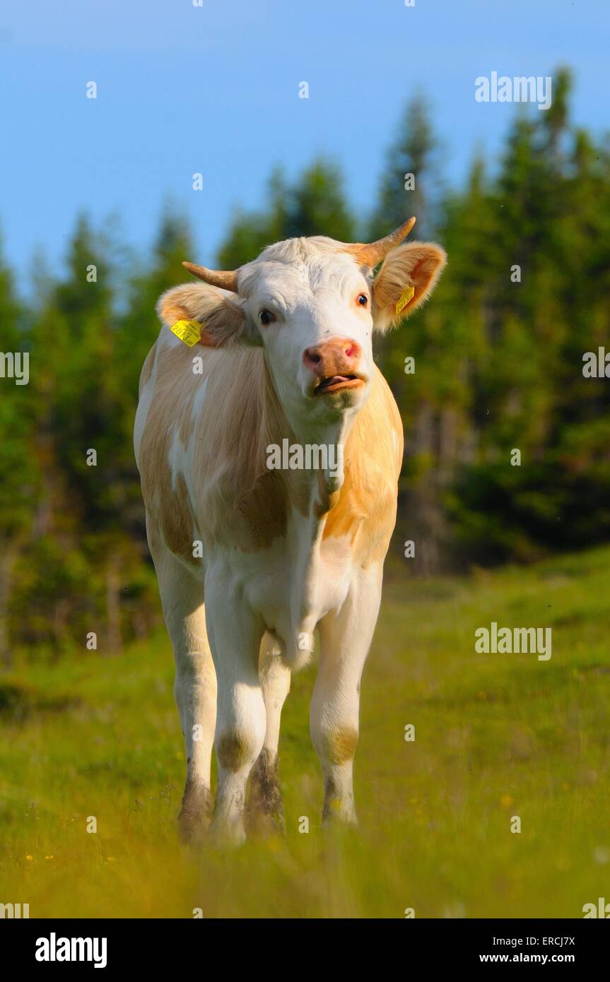 Red coloured cattle hi-res stock photography and images - Alamy