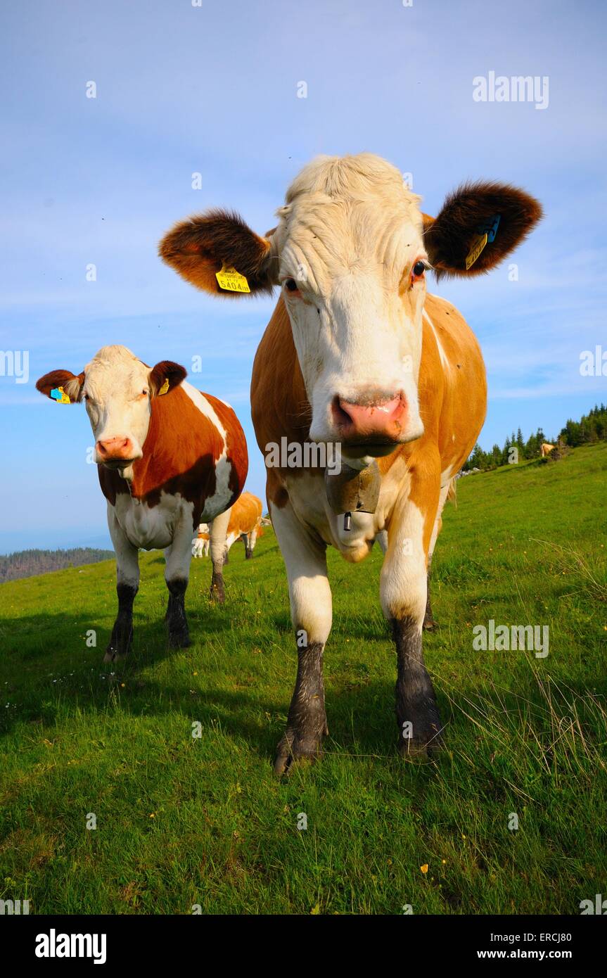 Red coloured cattle hi-res stock photography and images - Alamy