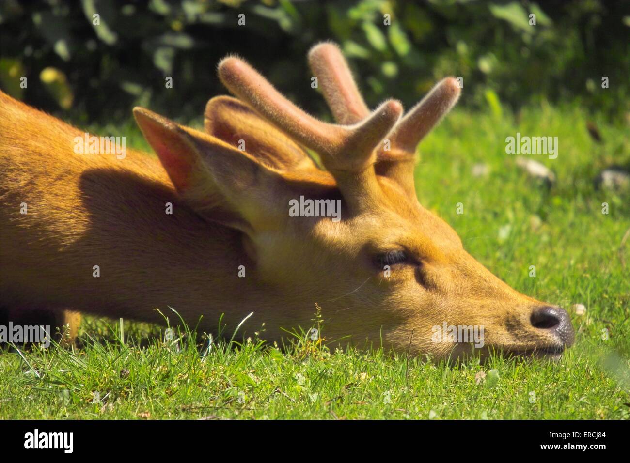 Tired deer hi-res stock photography and images - Alamy