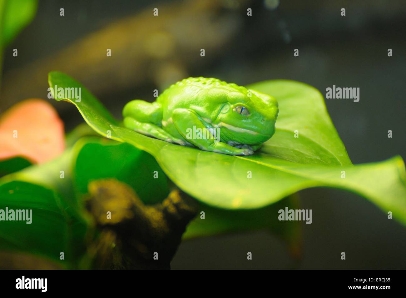 European tree frog Stock Photo - Alamy