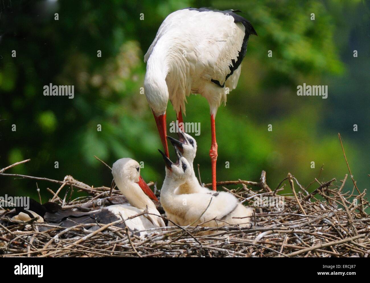Stork with baby hi-res stock photography and images - Alamy