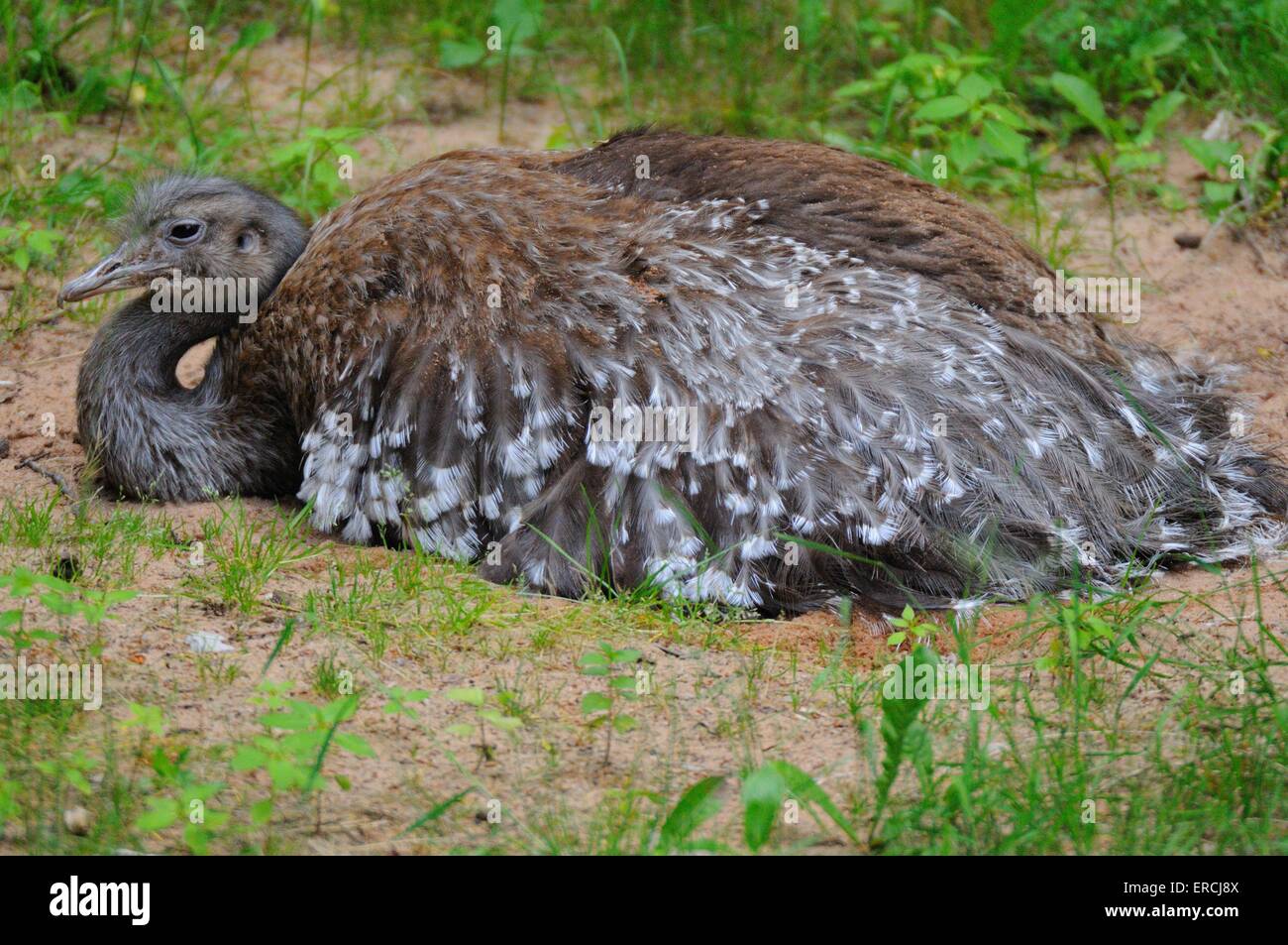 American rhea rhea americana adult High Resolution Stock Photography ...