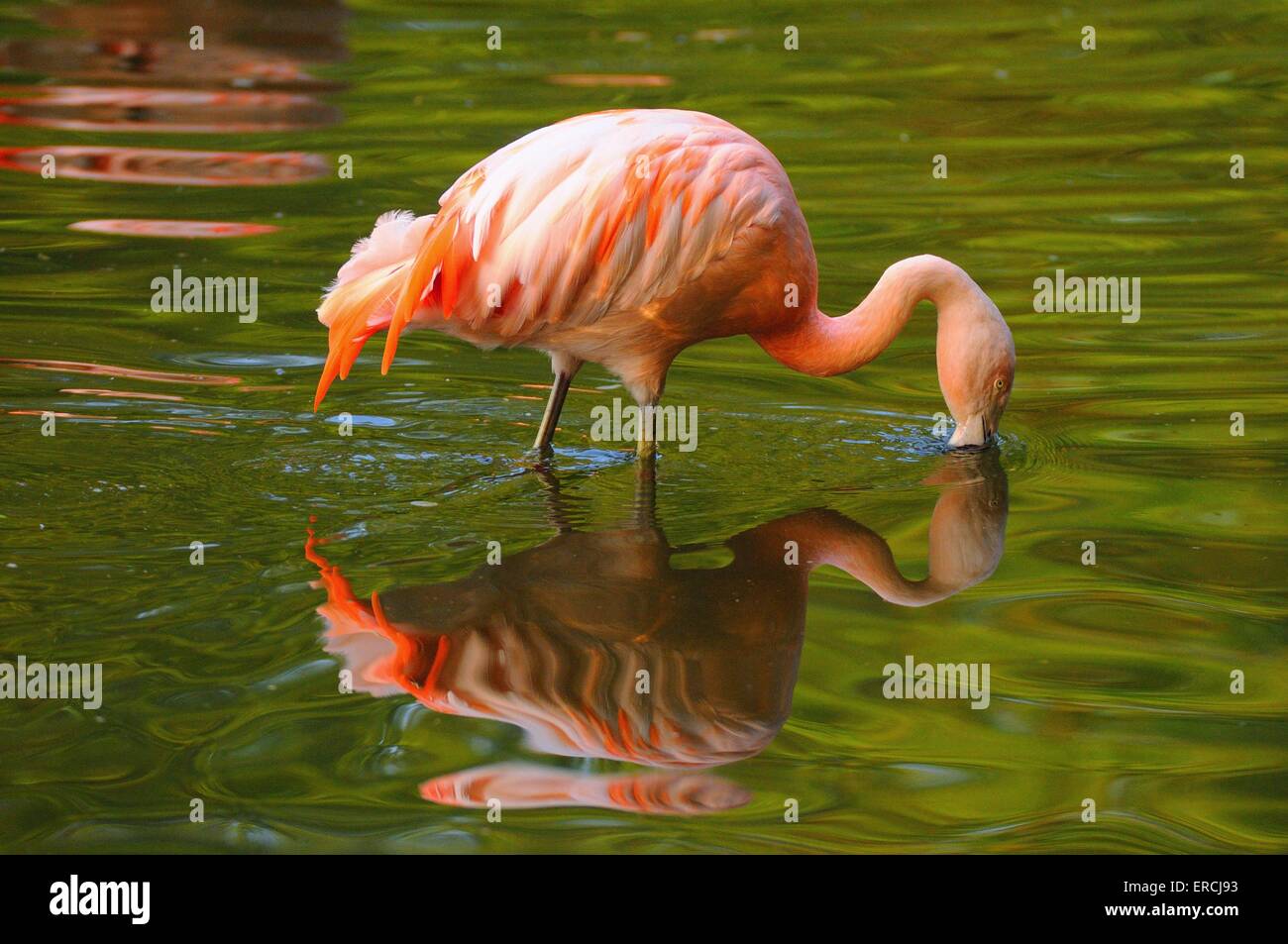 Flamingo eating hi-res stock photography and images - Alamy