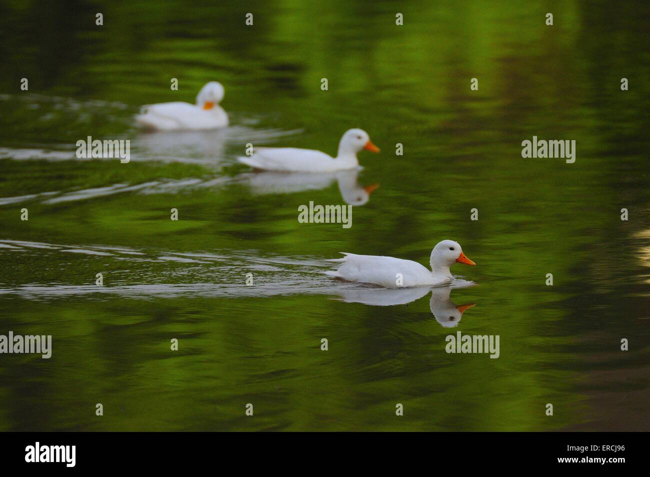 Working ducks hi-res stock photography and images - Alamy