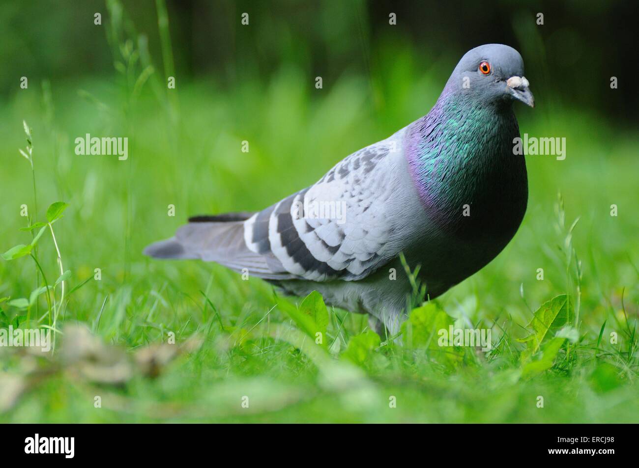 Dove stands hi-res stock photography and images - Alamy