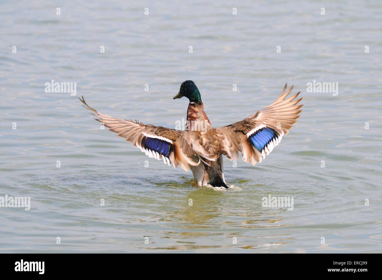 Mallard duck with wings back hi-res stock photography and images - Alamy
