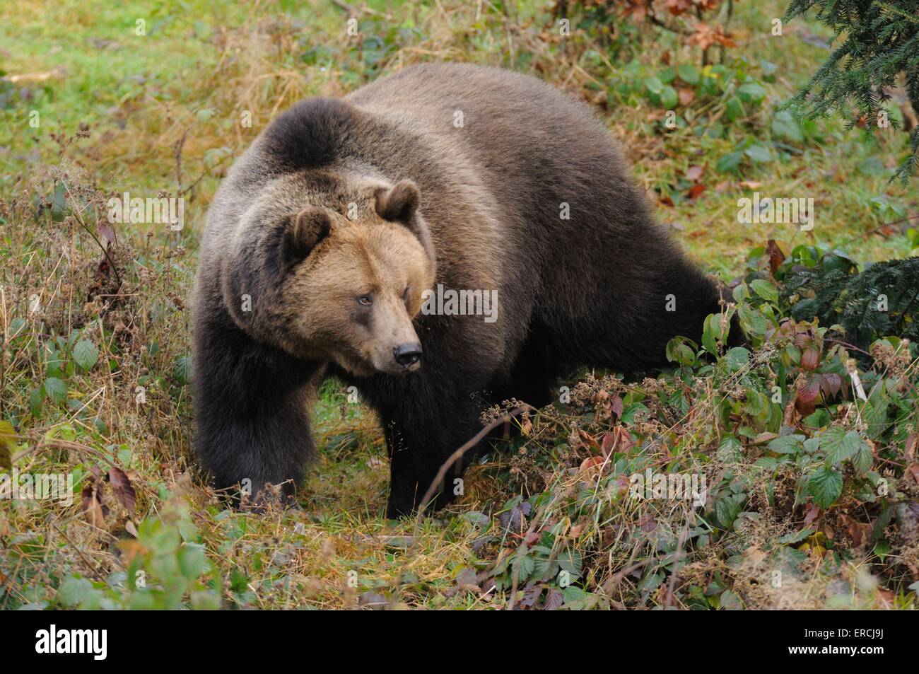 european brown bear Stock Photo - Alamy