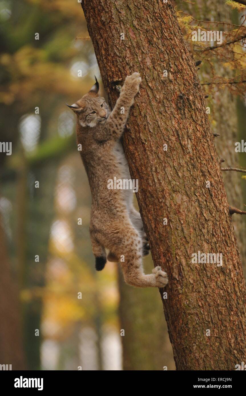 Lynx climbing tree hi-res stock photography and images - Alamy