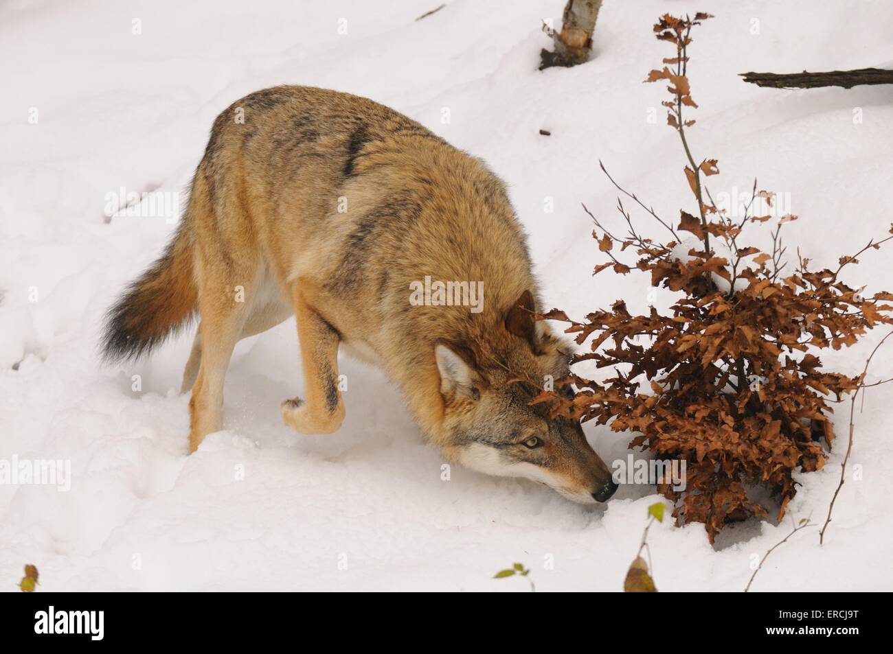 Wolf sniffing snow hi-res stock photography and images - Alamy