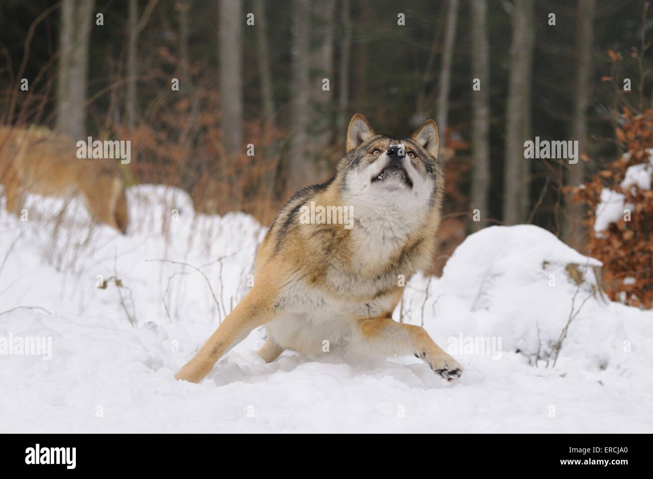 Wolves running hi-res stock photography and images - Alamy