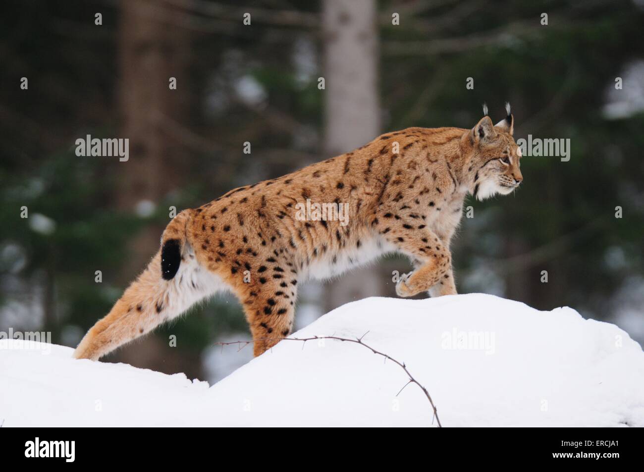 Eurasian lynx lynx lynx profile hi-res stock photography and images - Alamy