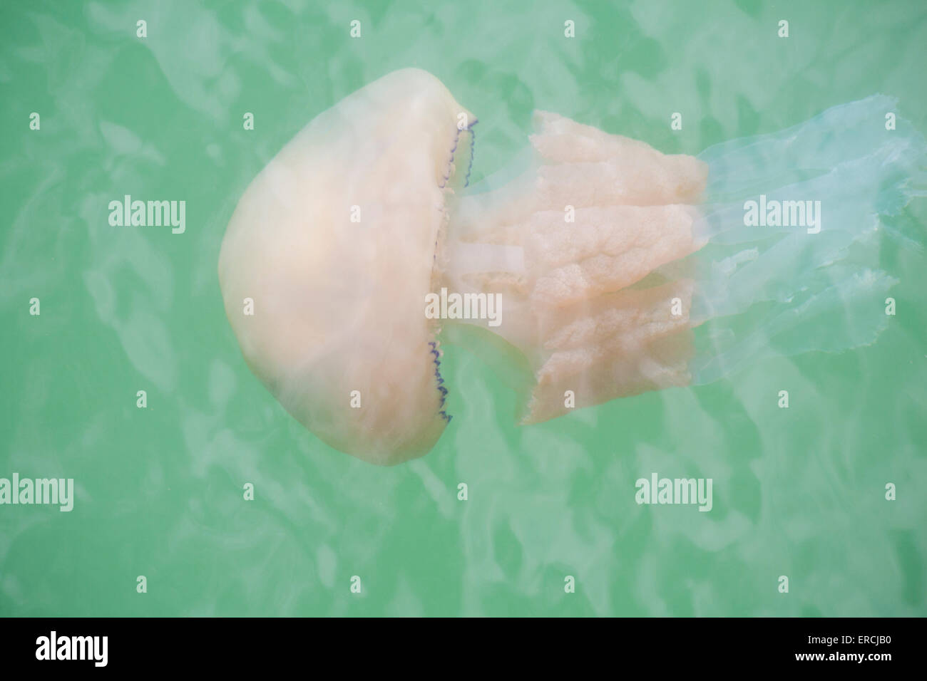 Dustbin with lid off hi-res stock photography and images - Alamy