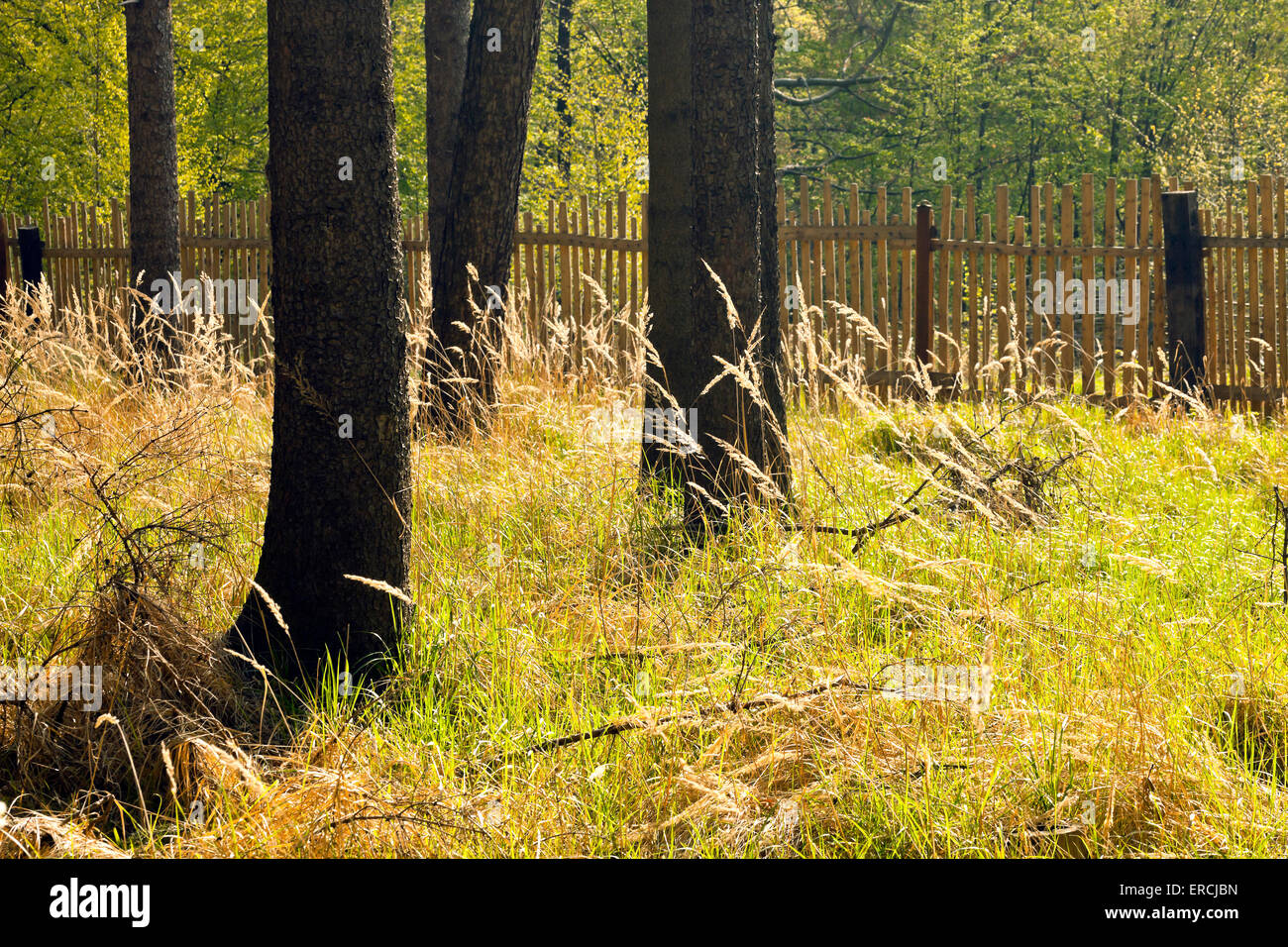 Grass for ground hi-res stock photography and images - Alamy