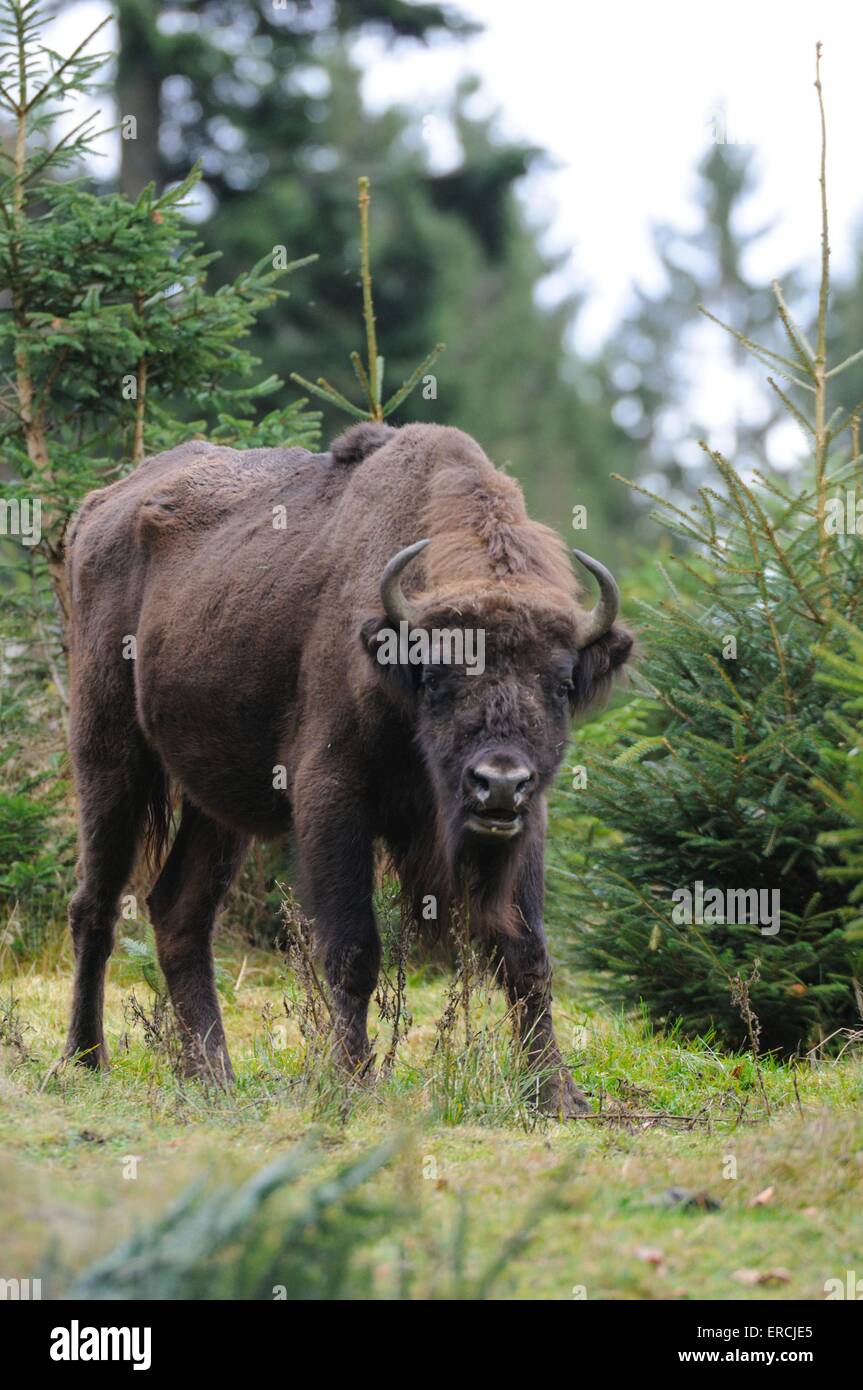 Bison eye hi-res stock photography and images - Alamy