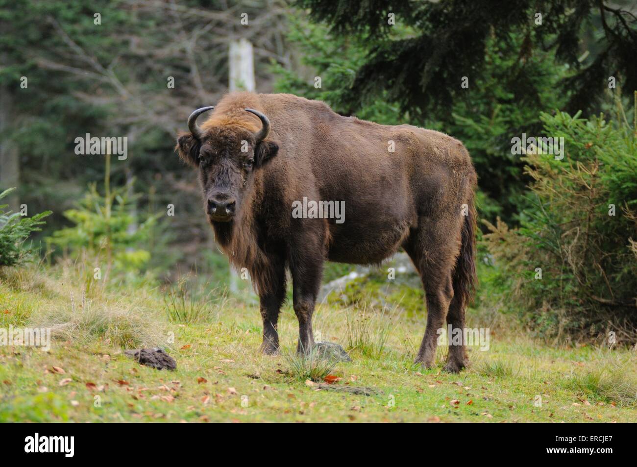 Bison adults hi-res stock photography and images - Alamy