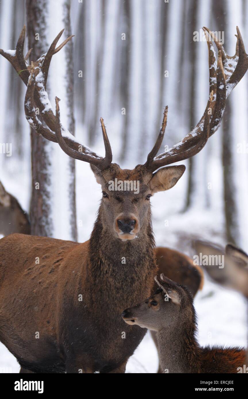 Two young male red deer hi-res stock photography and images - Alamy