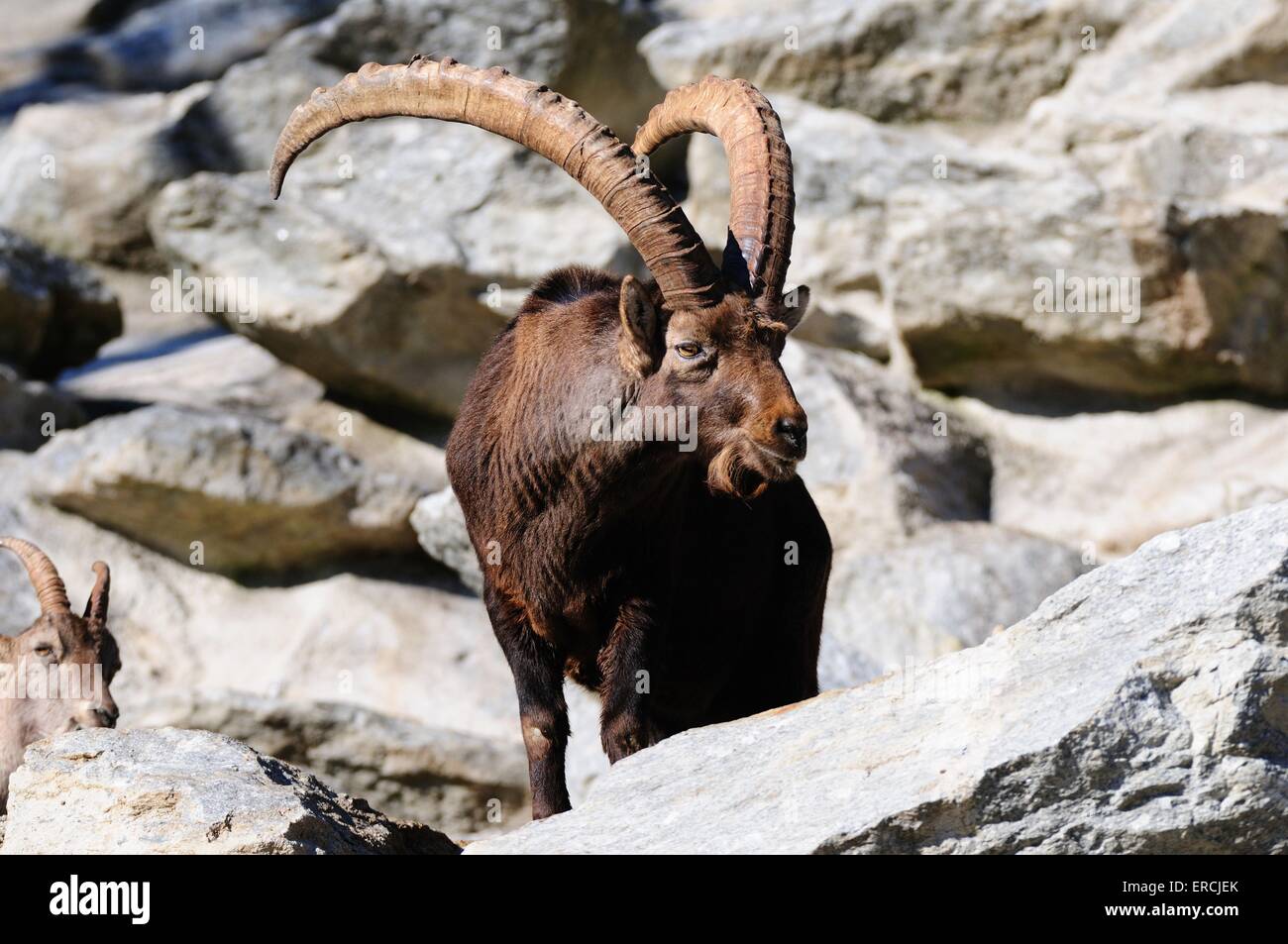 Ibex caprinae hi-res stock photography and images - Alamy