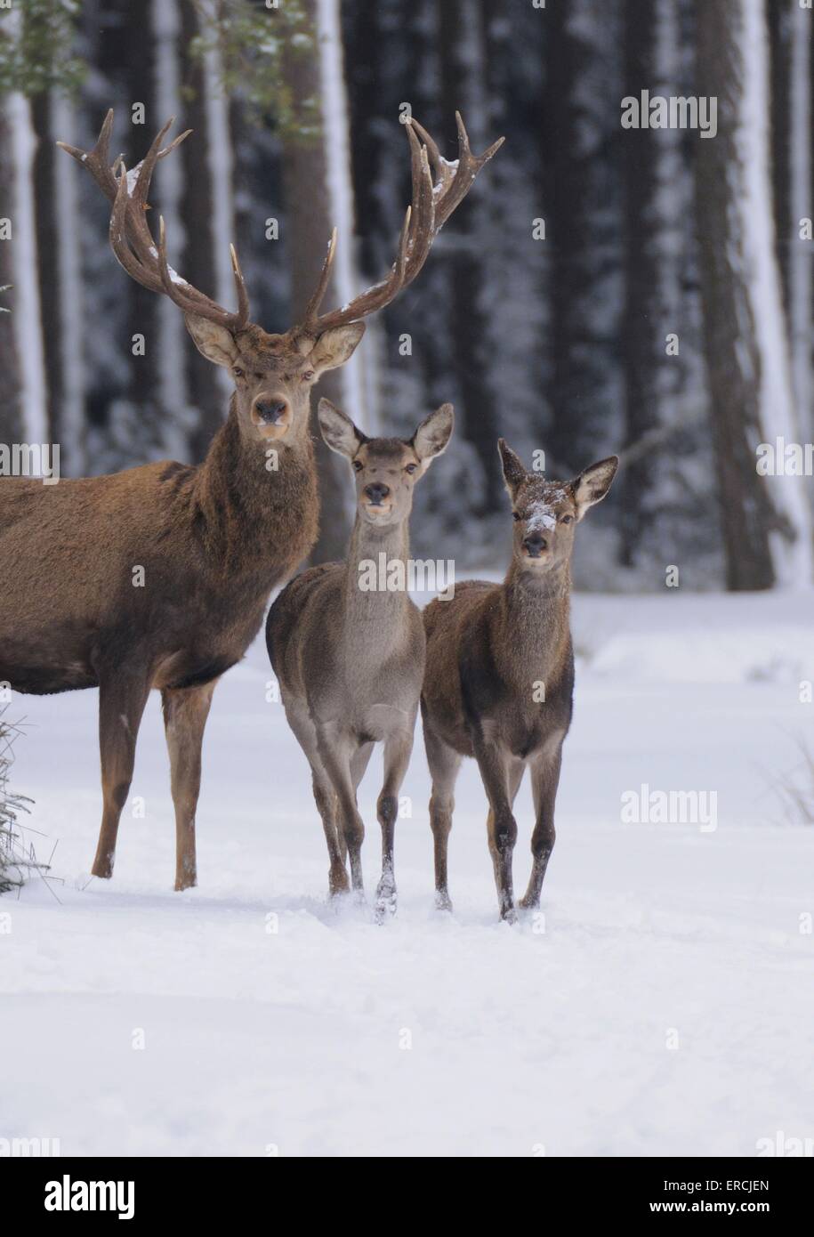 3 deer trees hi-res stock photography and images - Alamy