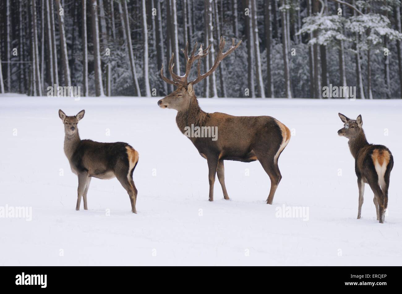 3 deer trees hi-res stock photography and images - Alamy